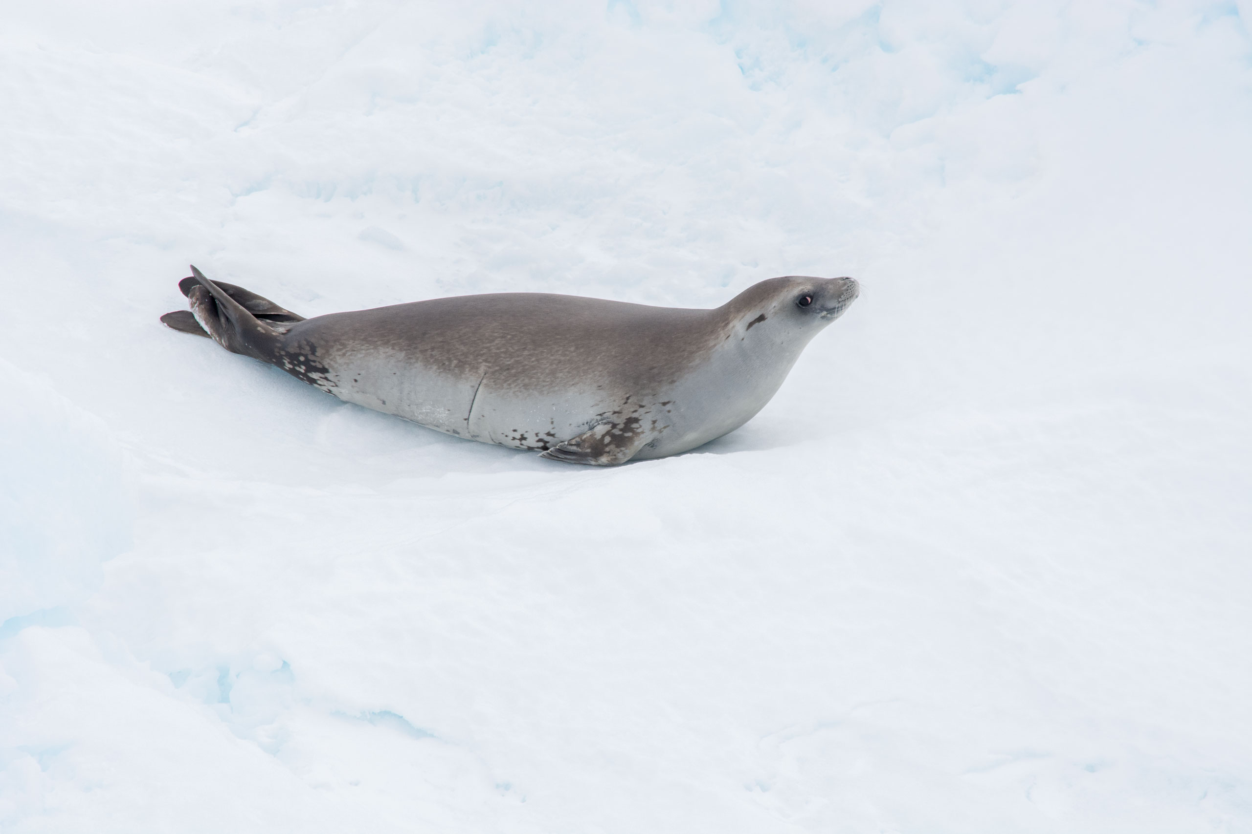 Foca cangrejera – Antártica Sonora